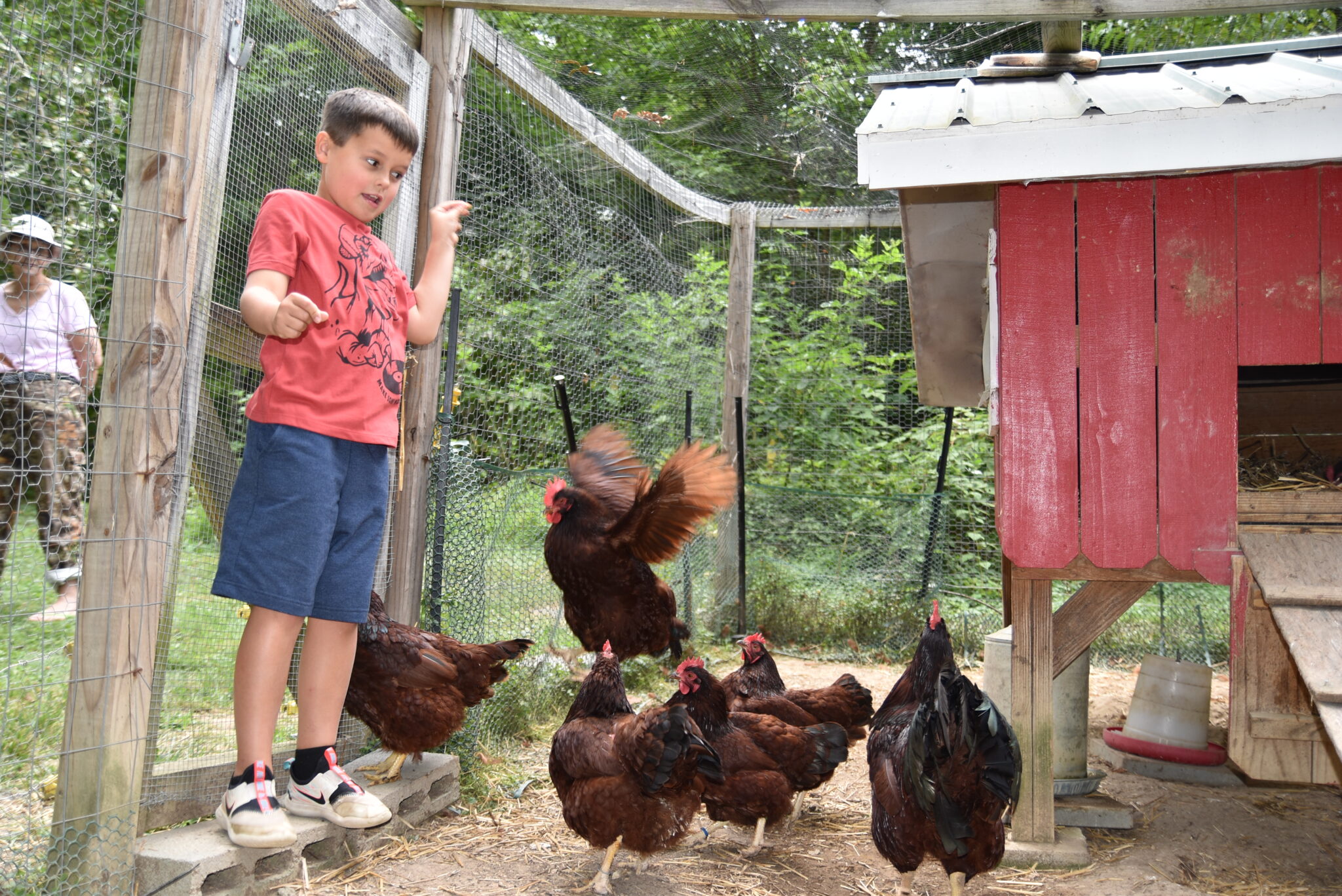 Generational Teaching with Chickens and Kids - Backyard Poultry